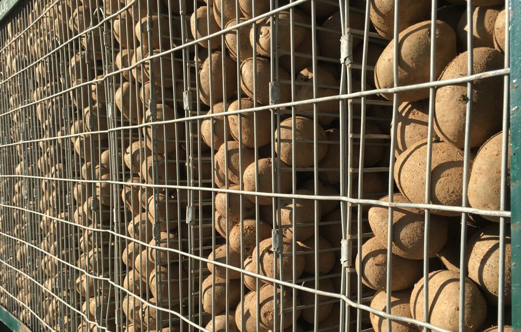 The Blackburn Potato Chitting Crate for seed potatoes - from Pellcroft